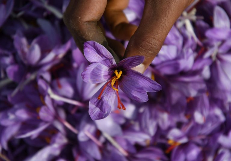 Kishtwar Saffron Earns Prestigious GI Tag, Branded As Grade 1 – Kashmir ...