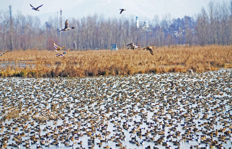 3 J&K Water Bodies Reel Under Invasive Species, Pollution Threat – Kashmir Observer