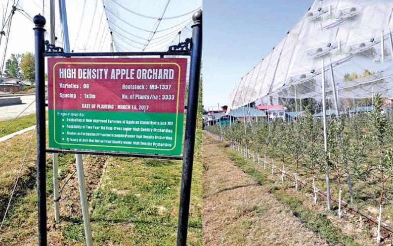 What High-Density Apples Are Really Doing for Kashmiri Farmers ...