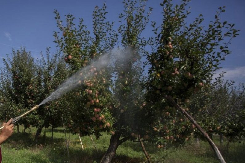 ‘Spray Orchards Now To Prevent Fungal Infections’ – Kashmir Observer