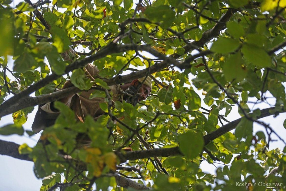 Two Die After Falling From Walnut Trees – Kashmir Observer