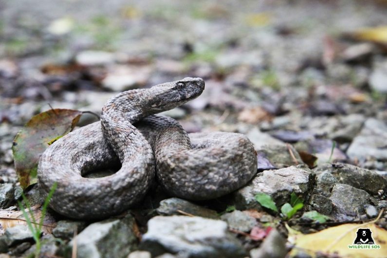 Climate Change Turning Creepy in Kashmir, Drawing Snakes Out of Burrows ...