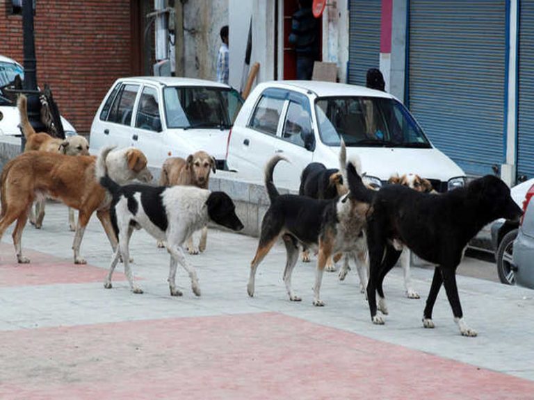 Kashmir’s Stray Dogs Face Legal Bite at Last – Kashmir Observer