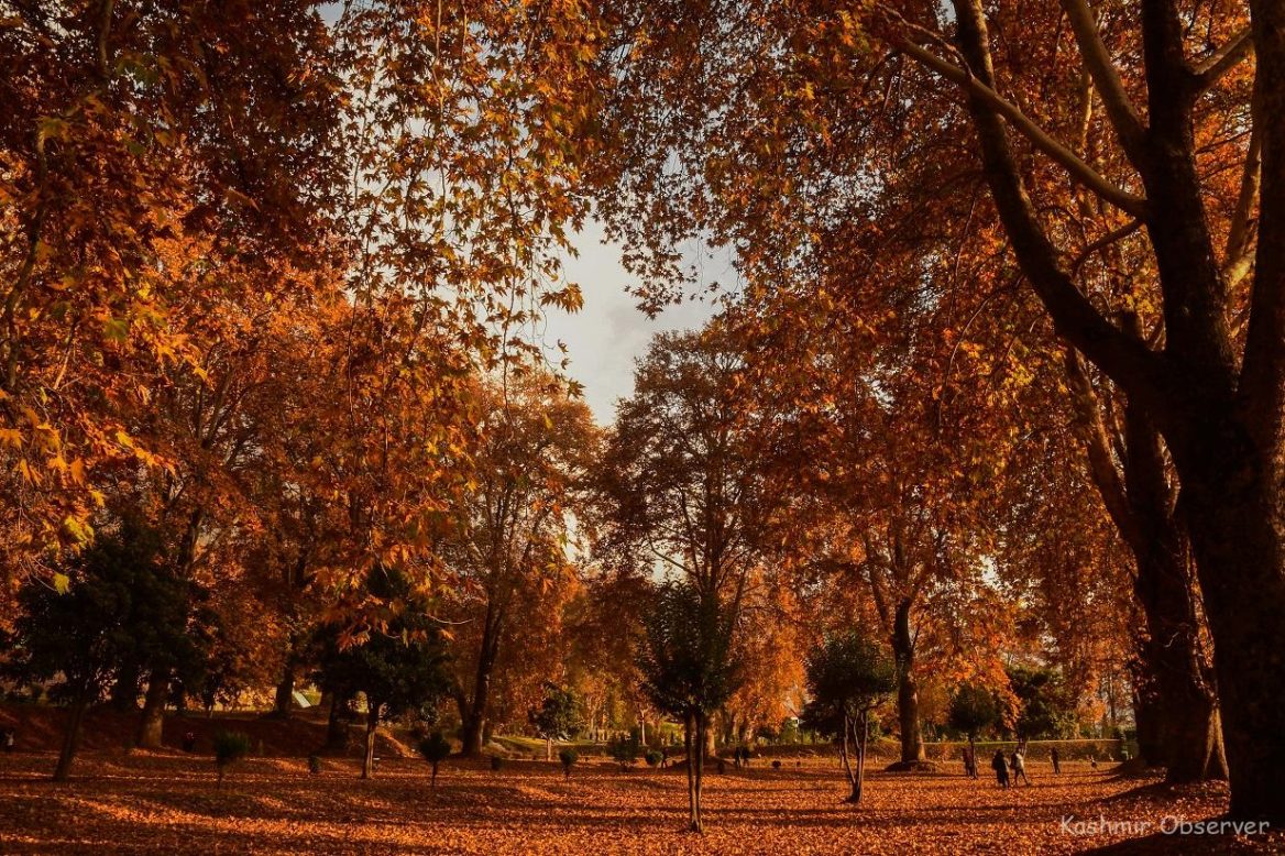 Autumn’s Glory: Magnificent Chinar trees in Kashmir – Kashmir Observer