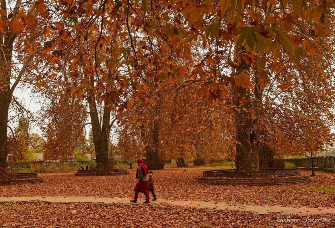 Autumn’s Glory: Magnificent Chinar trees in Kashmir – Kashmir Observer