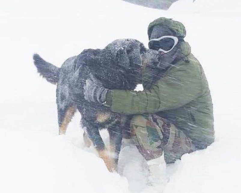 Stray Dogs Are Soldiers’ Early Warning System On LoC In Gulmarg ...