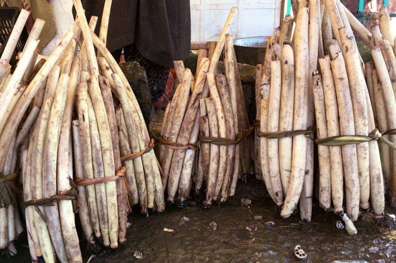 J&K Govt Gives Big Push To Promotion Of ‘NADRU’ Of Dal Lake – Kashmir ...