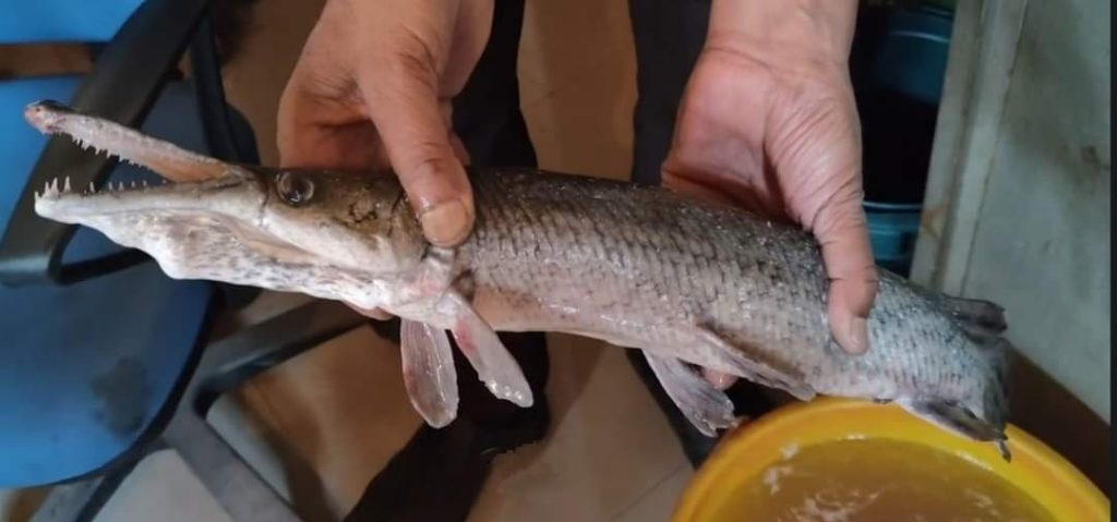 Discovery Of Rare Alligator Gar Fish In Dal Lake Sparks Alarm – Kashmir ...