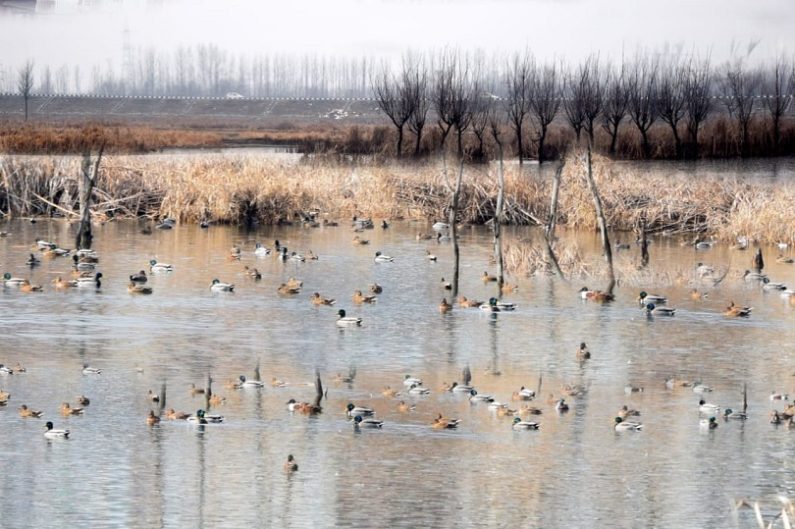 Pampore Residents Appeal DC, RWW Not To Allow Any Colony On Wetland ...