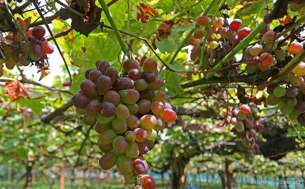 Repora Reaps Benefit of Bumper Production This Season – Kashmir Observer