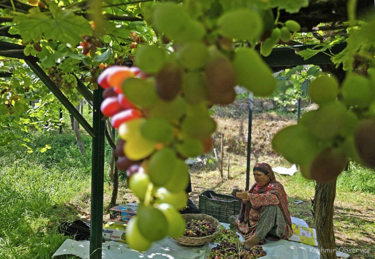 Why Grapes Aren’t Sour For Kashmir – Kashmir Observer