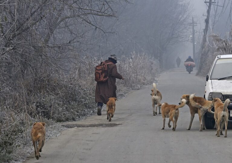 J&K Govt Nominates Nodal Officer to Tackle Stray Dog Menace – Kashmir ...