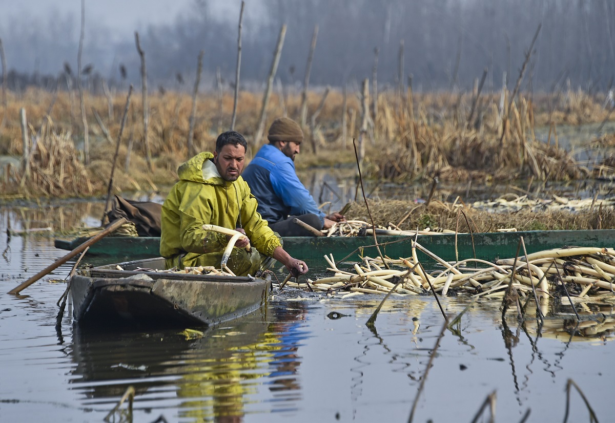 Pollution Threatens Nadroo Production In Dal, Nigeen Lakes – Kashmir ...