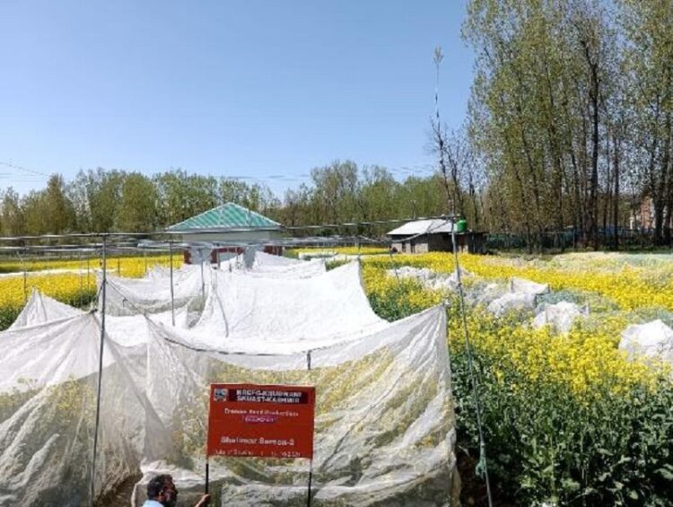 Revolutionizing Oilseed Farming in J&K – Kashmir Observer