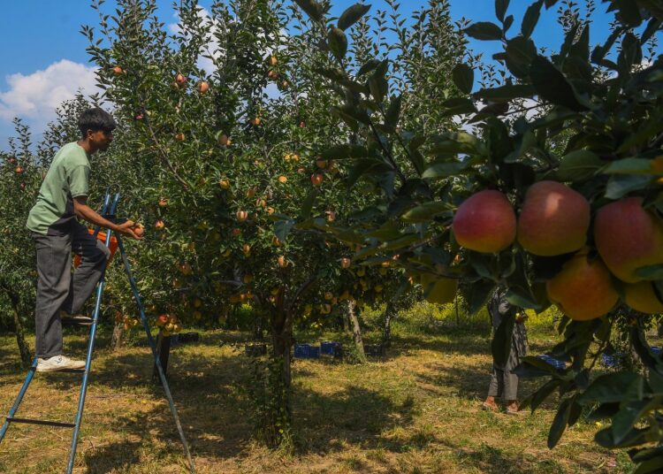 High-Density Apples Continue To Transform Kashmir’s Horticulture Sector ...