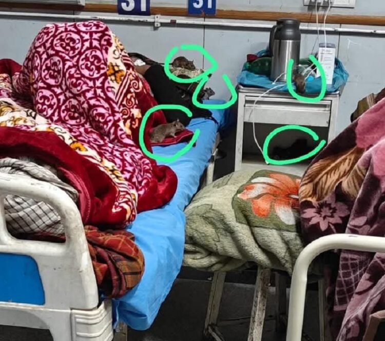 Patients Suffer As Rat Infestation Surrounds GMC Anantnag – Kashmir ...