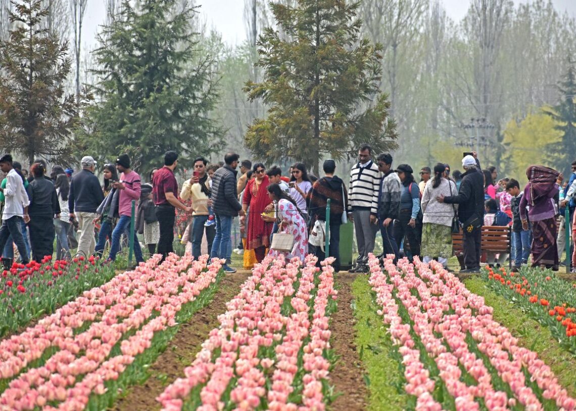 Tulip Garden Archives - Kashmir Observer