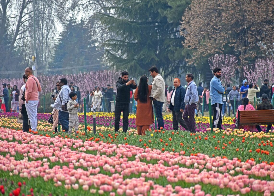 Tulip Garden Archives - Kashmir Observer