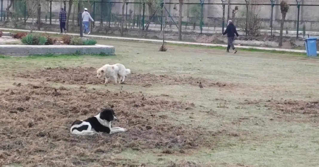 Stray Dogs Deface Joggers Park In Srinagar’s Raj Bagh – Kashmir Observer