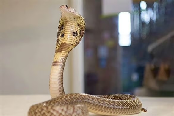 Passenger Caught with 48 Venomous Snakes at Mumbai Airport – Kashmir ...