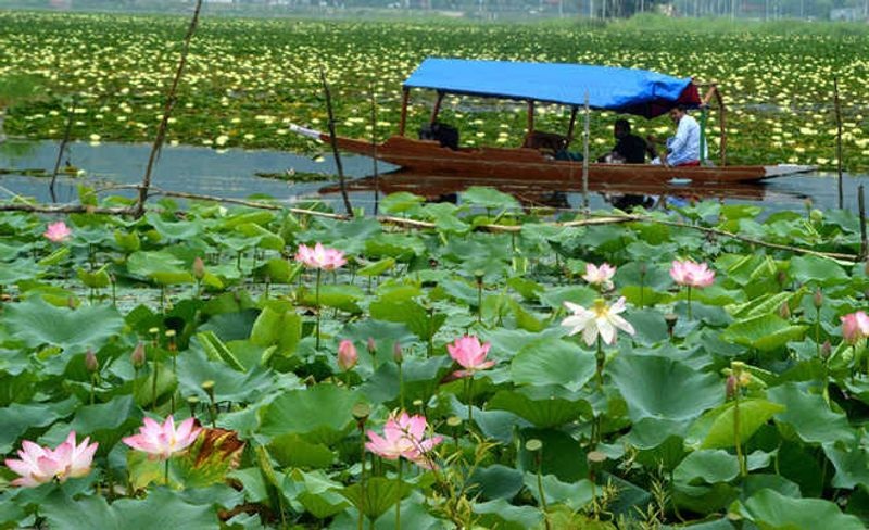 After 3 Decades, Lotus Returns To Wular Lake – Kashmir Observer