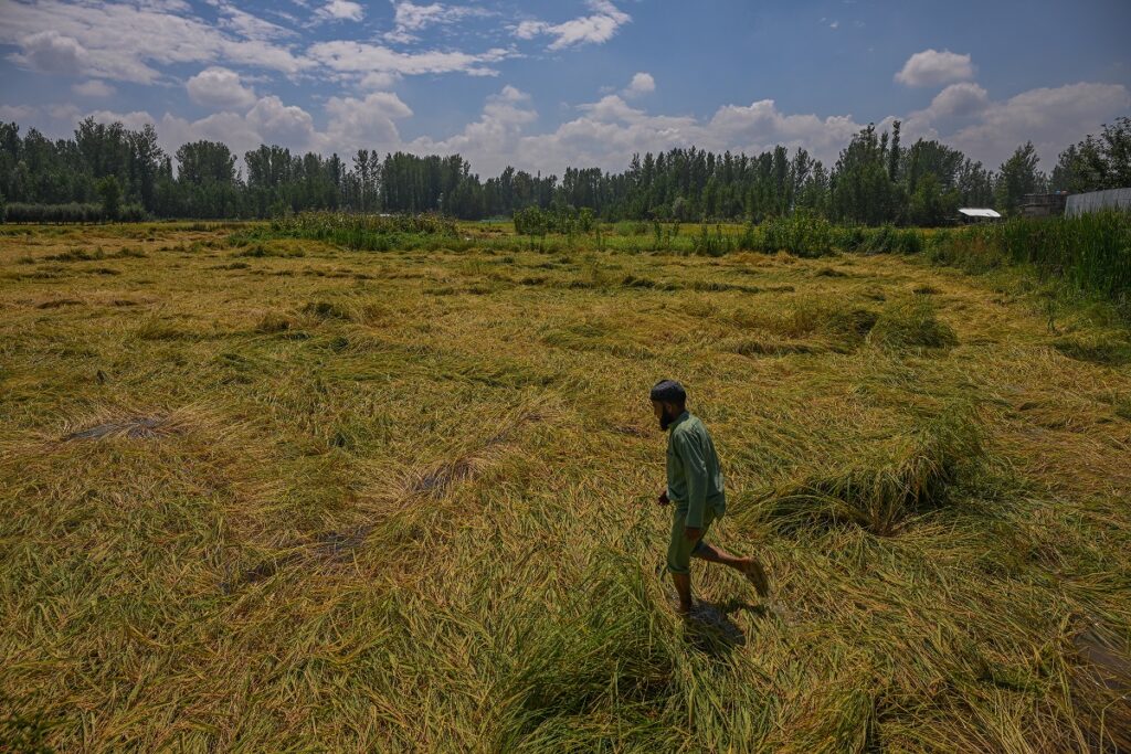 Floods Ravage Paddy, Apple Crops In South Kashmir – Kashmir Observer