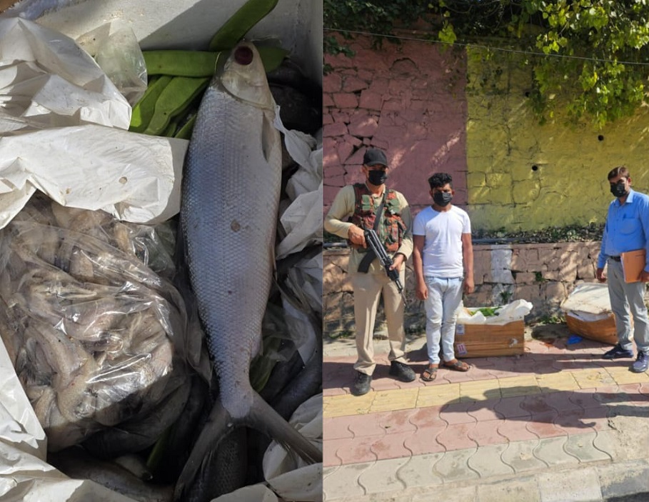 Flying Squad Seizes 100 kg Rotten Fish From Srinagar Airport – Kashmir ...