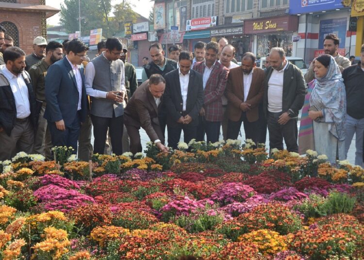 Autumn’s Glory: Magnificent Chinar trees in Kashmir – Kashmir Observer