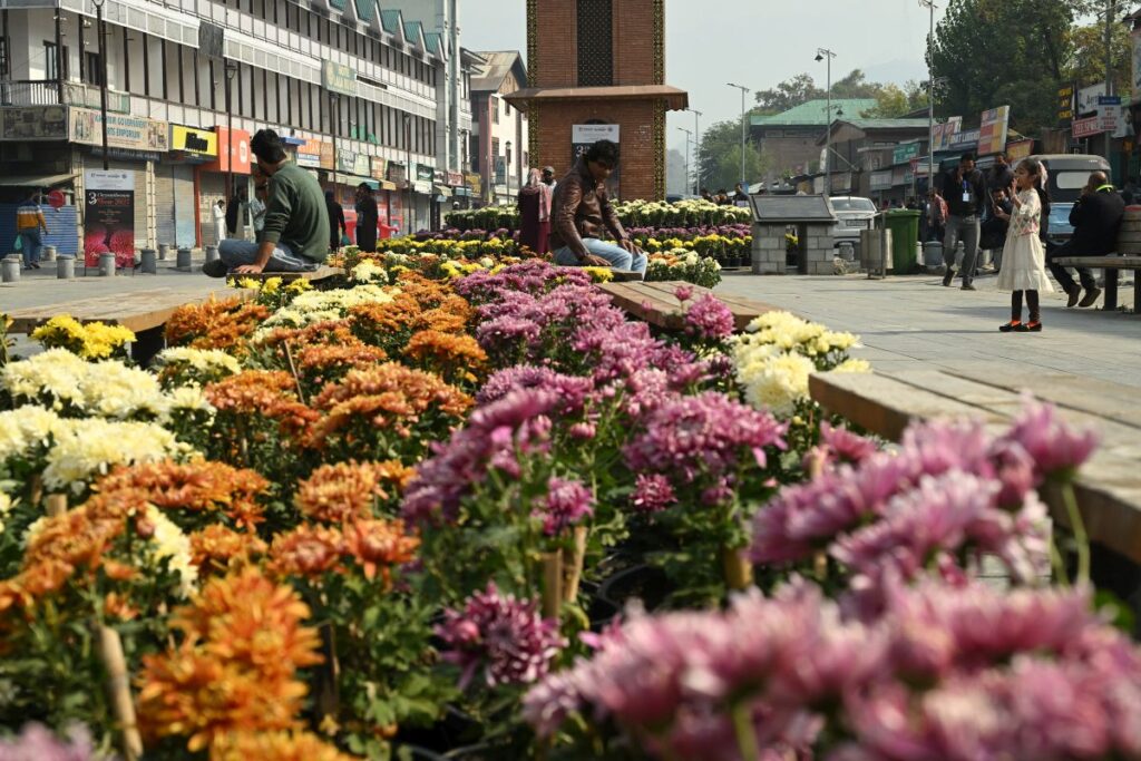 In Photos: Ghanta Ghar Blossoms with Colourful Gul-e-Dawood (Chrysanthemum) Show – Kashmir Observer