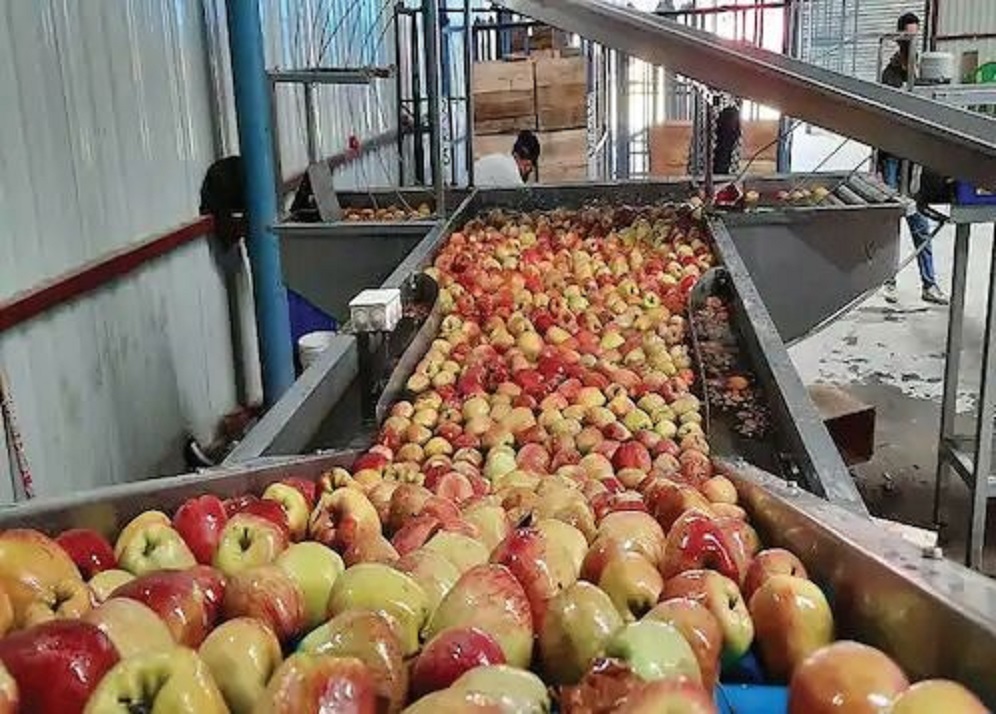 Apple Industry Archives - Kashmir Observer