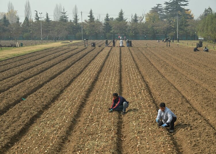 Tulip Garden Archives - Kashmir Observer