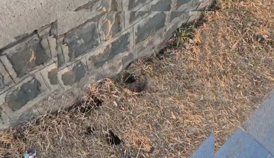 Rat Burrows Threaten Dal Lake Bund on Boulevard Road – Kashmir Observer